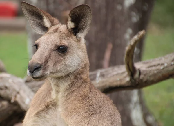 Kangaroo Face Side View