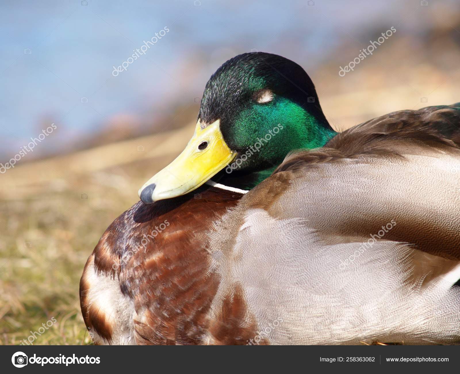 Male Mallard Duck Resting River Bank — Stock Photo © YAYImages #258363062