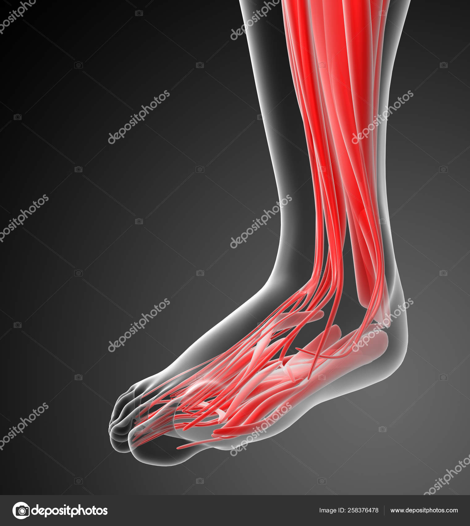 Human Foot Front View