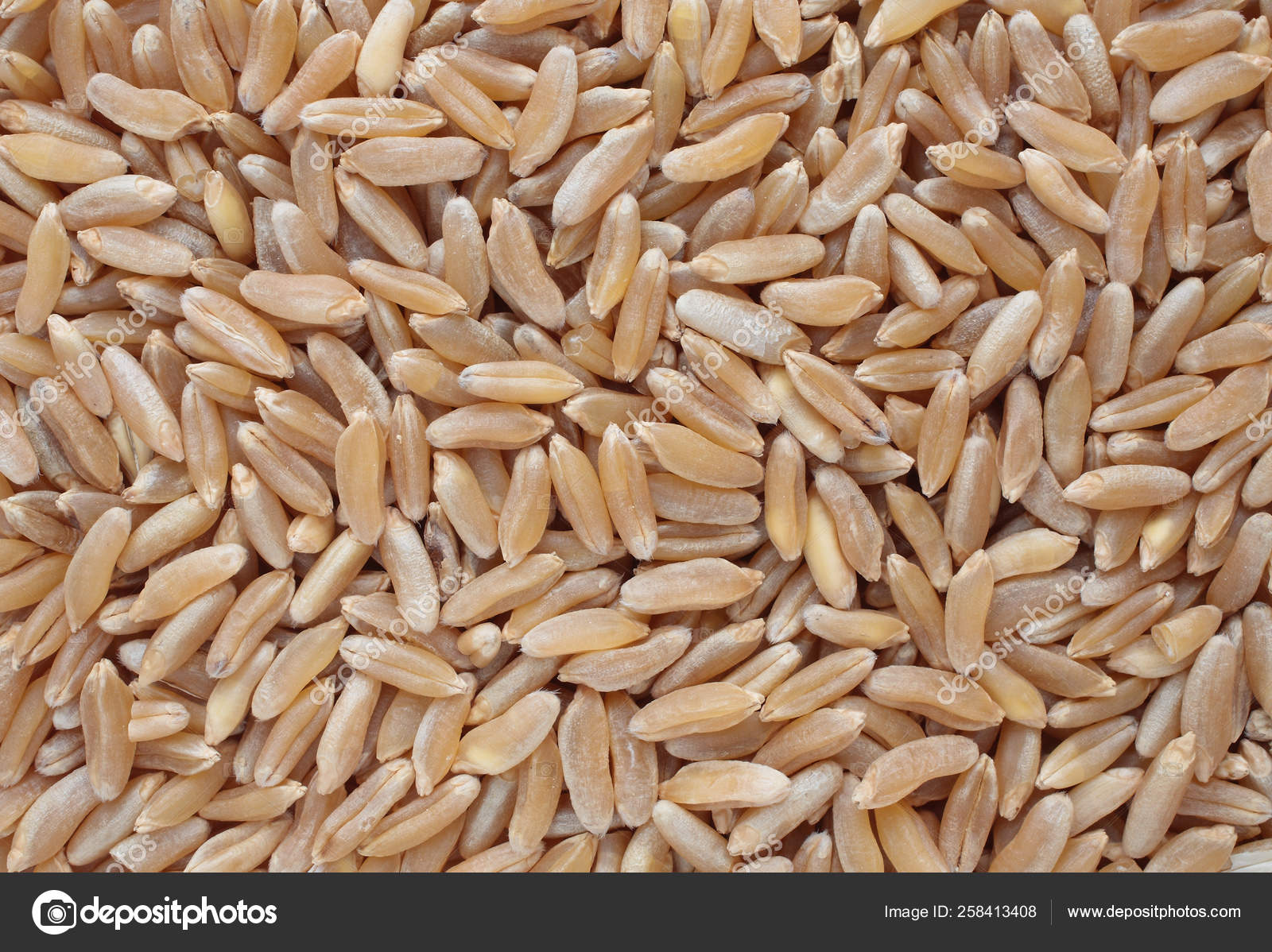 Khorasan Wheat Kamut Varity Old Ancient Grain Stock Photo by ©YAYImages ...