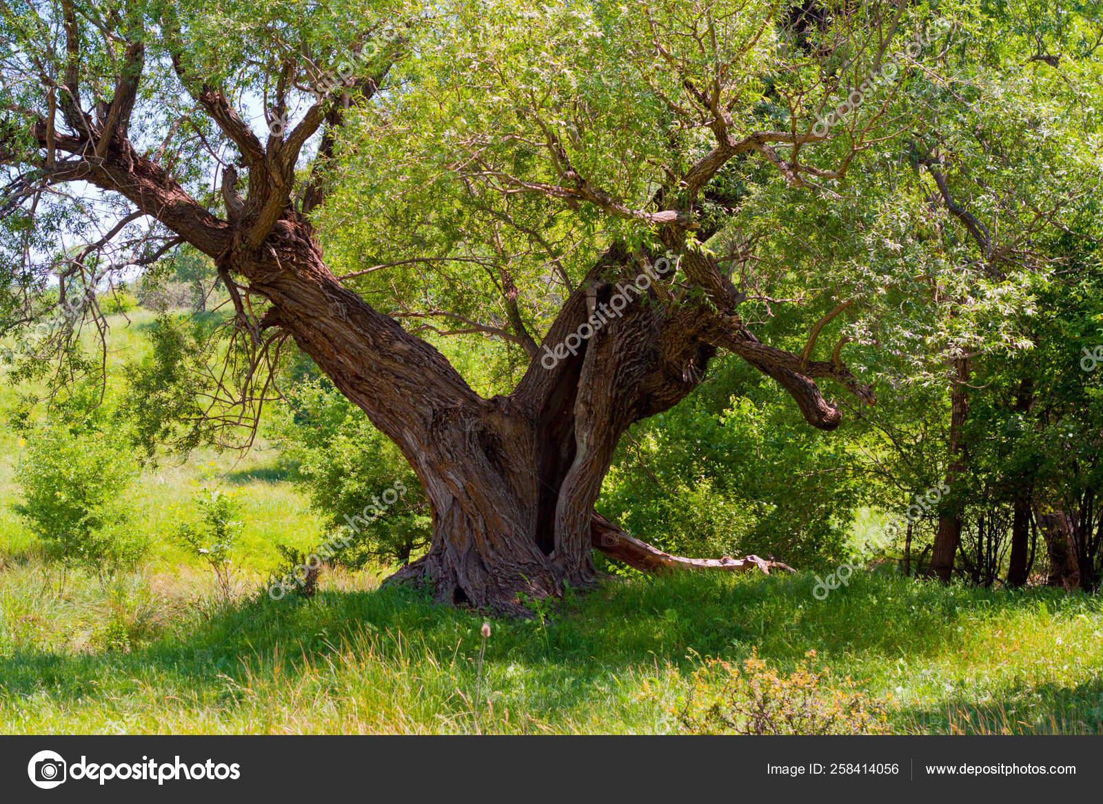 Beautiful Old Tree Stock Photo by ©YAYImages 258414056