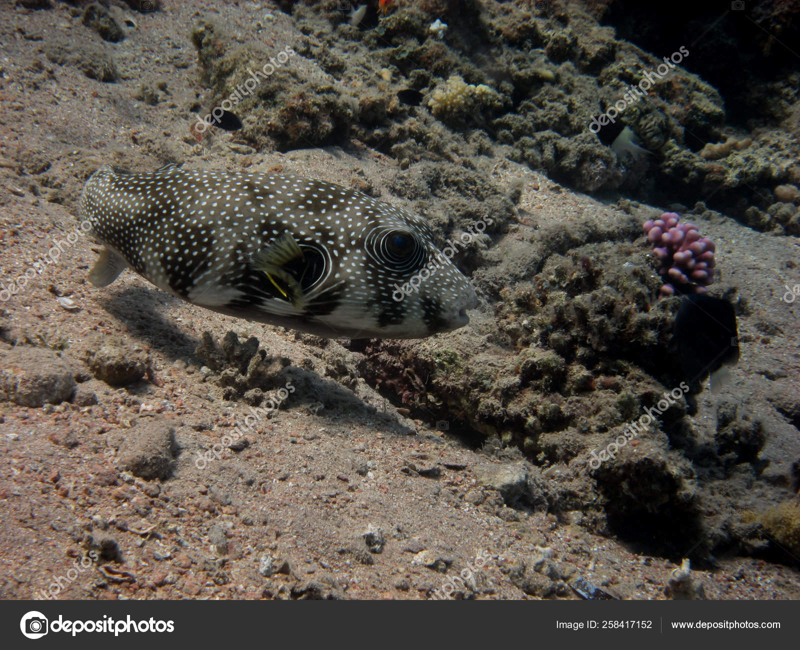 White Spots Side Pufferfish Stock Photo by ©YAYImages 258417152