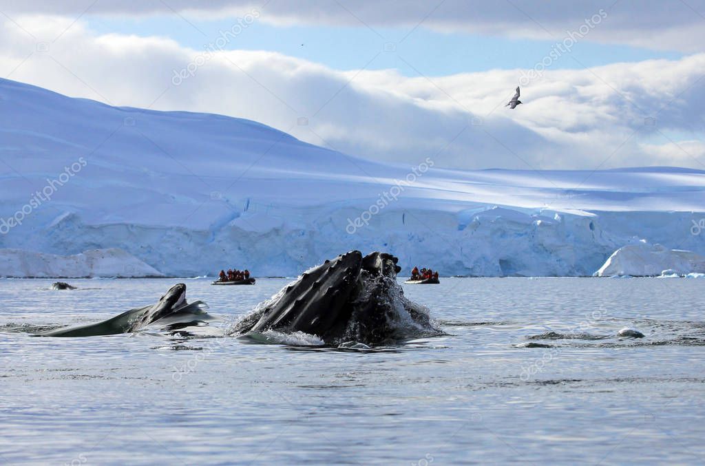 Cabeza de ballena jorobada, mostrando en la inmersión, Península ...
