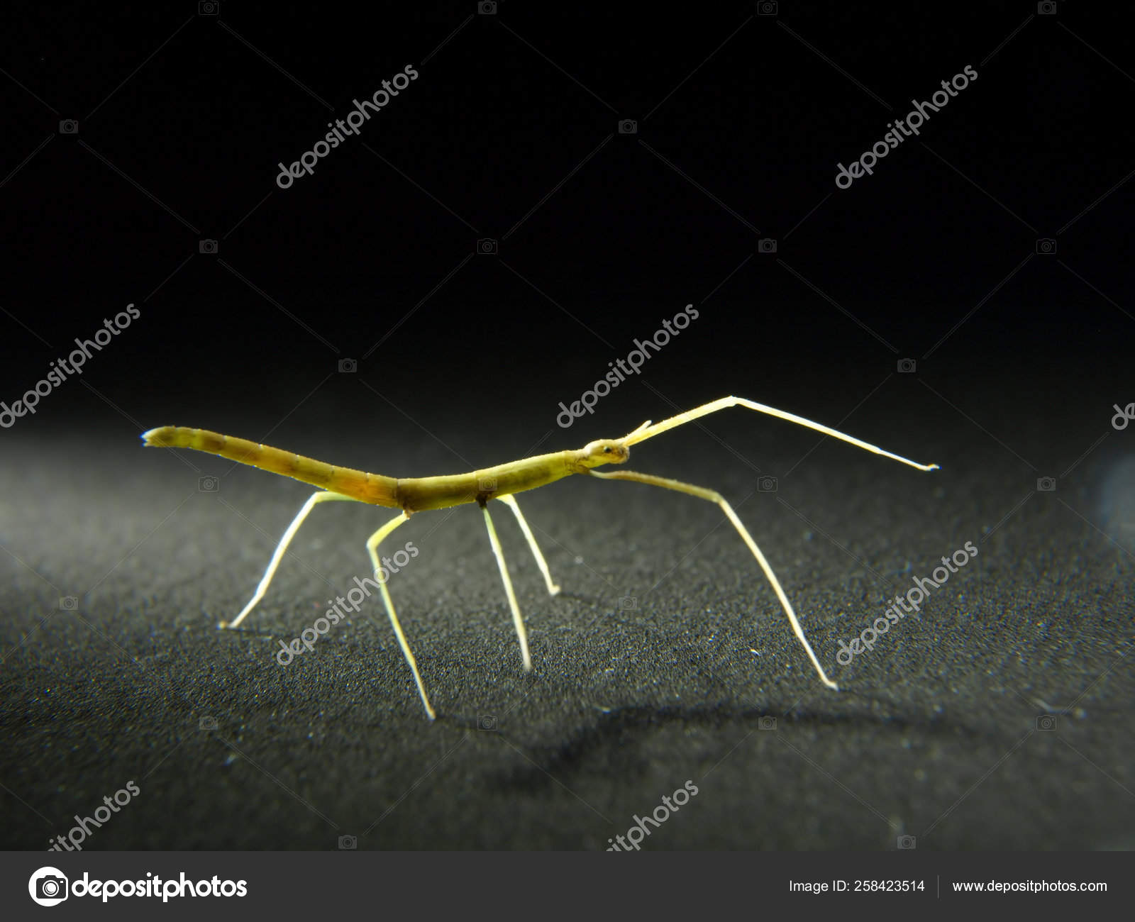 Phasmatodea Stick Bug Walking Stick Isolated Black Stock Photo by ...
