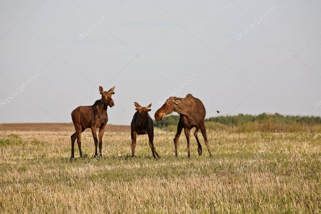 Moose (Alces alces americanus) se distingue de otros miembros de ...