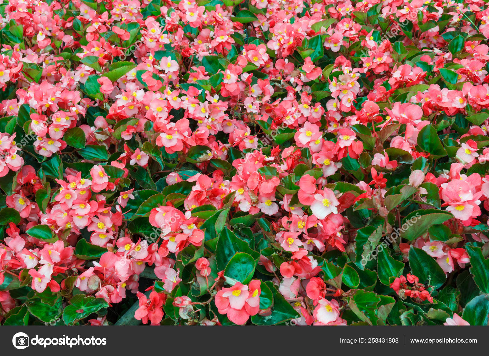 Pink Begonia Field Green Leaf Stock Photo by ©YAYImages 258431808
