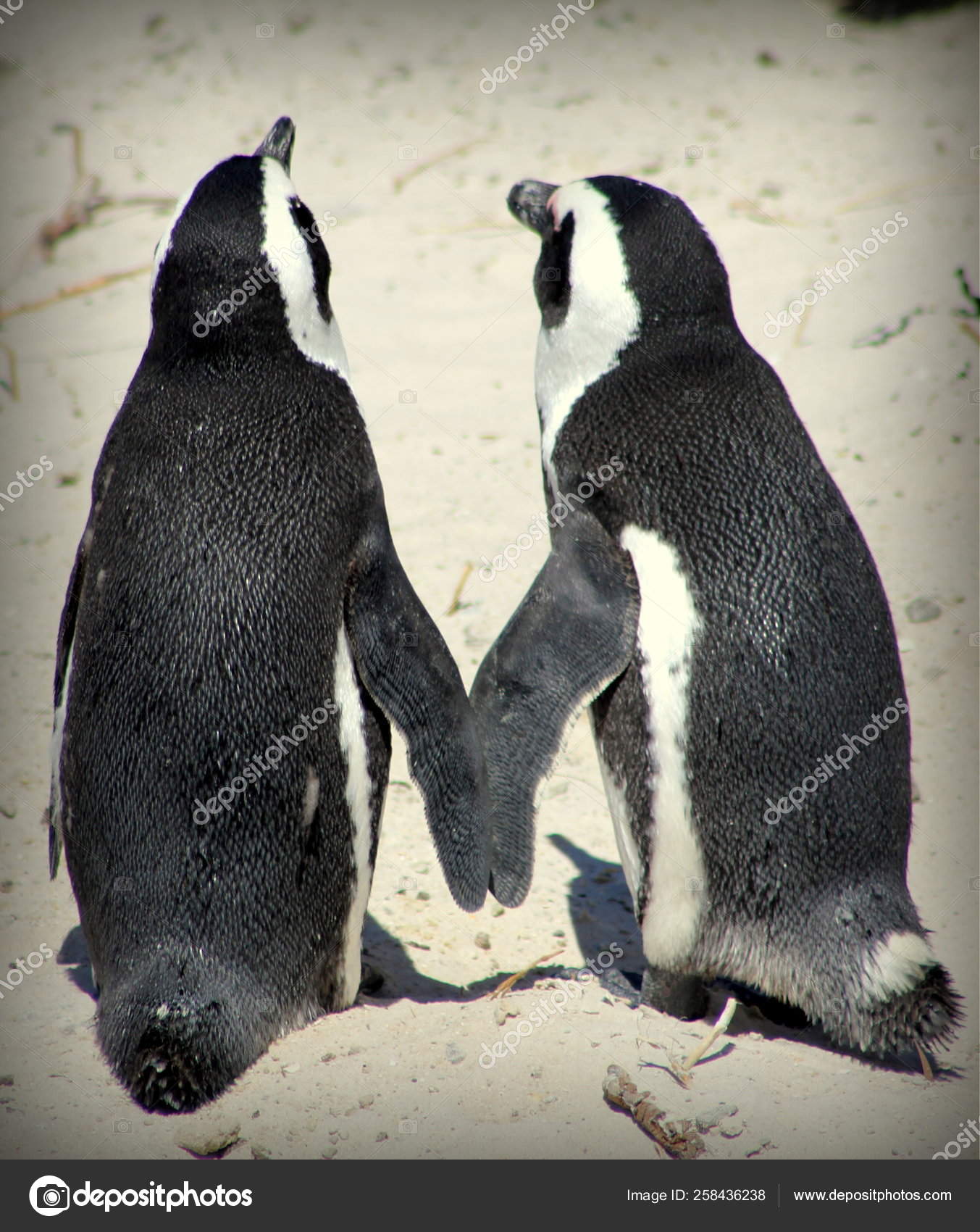 Penguins Holding Hands Sketch