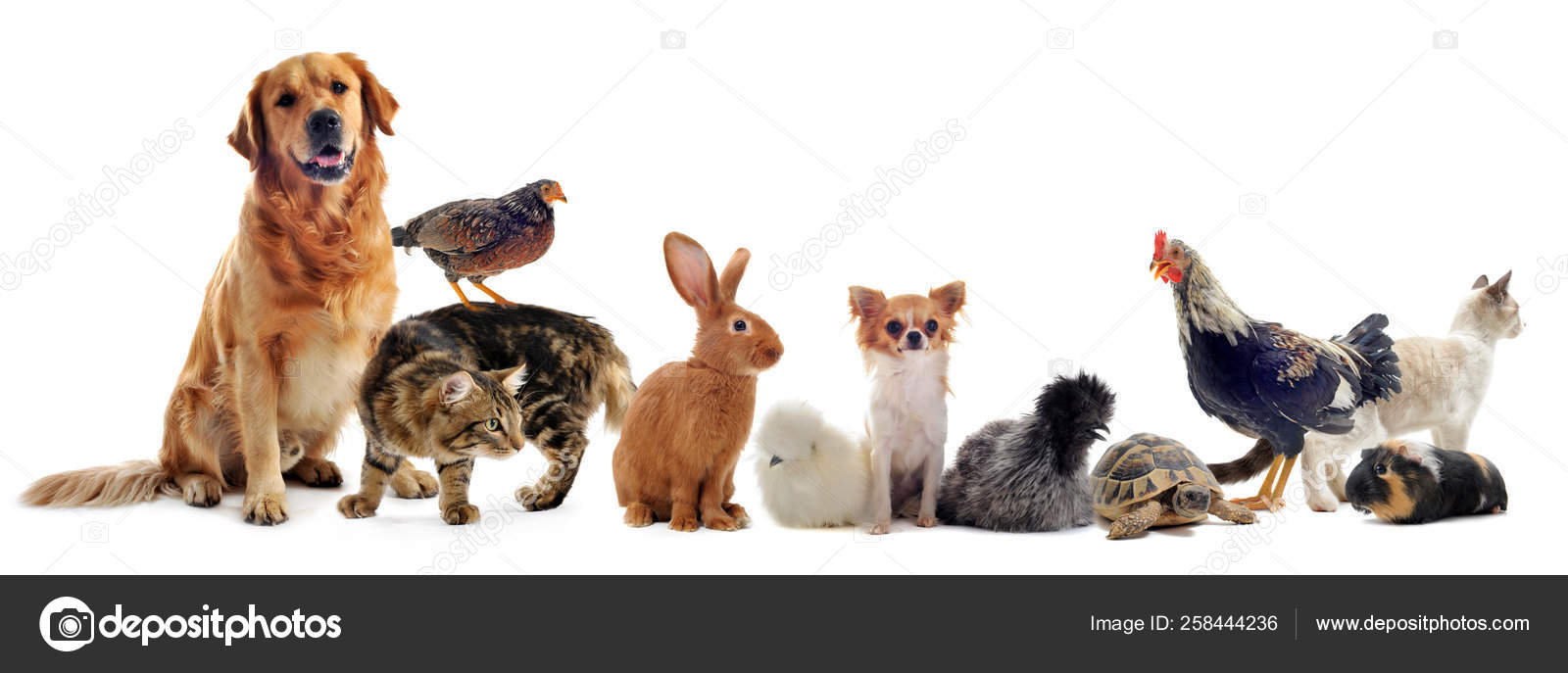 Group Pet Front White Background Stock Photo by ©YAYImages 258444236