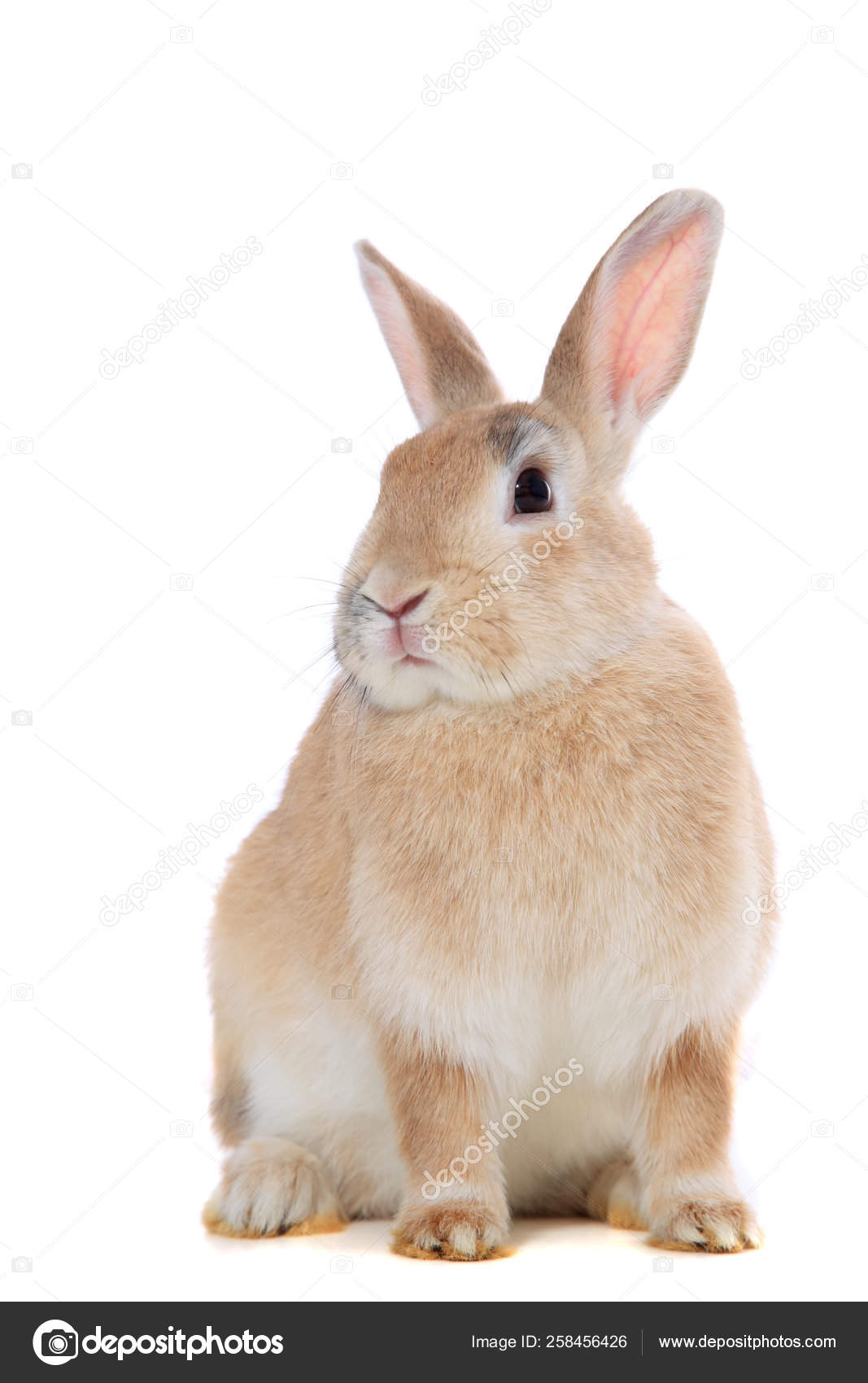 Cute Little Brown Bunny All White Background Stock Photo by ©YAYImages ...
