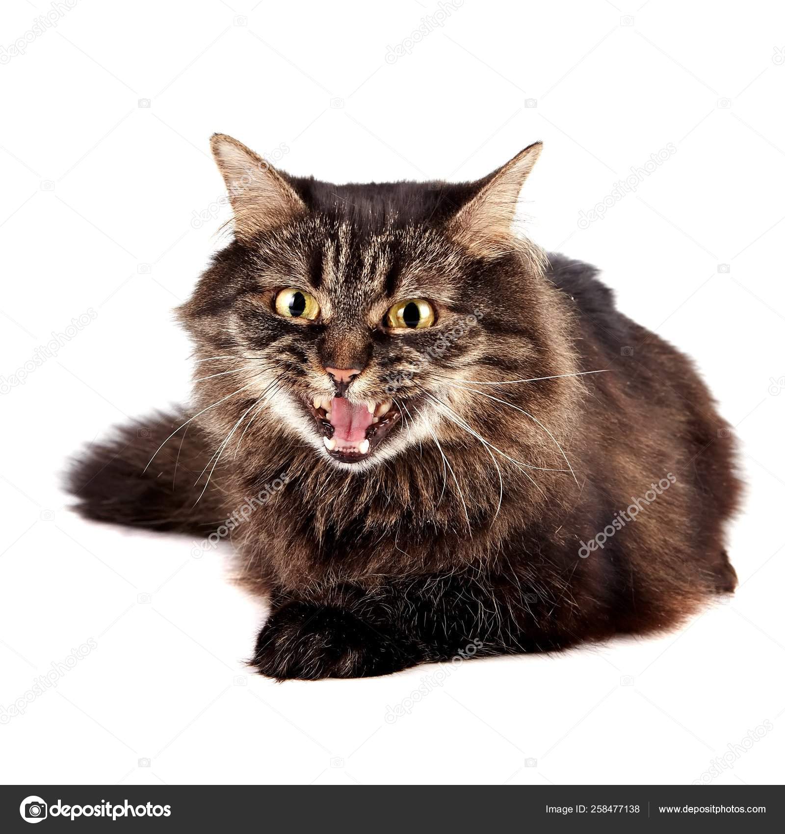 Mewing Cat White Background — Stock Photo © YAYImages #258477138