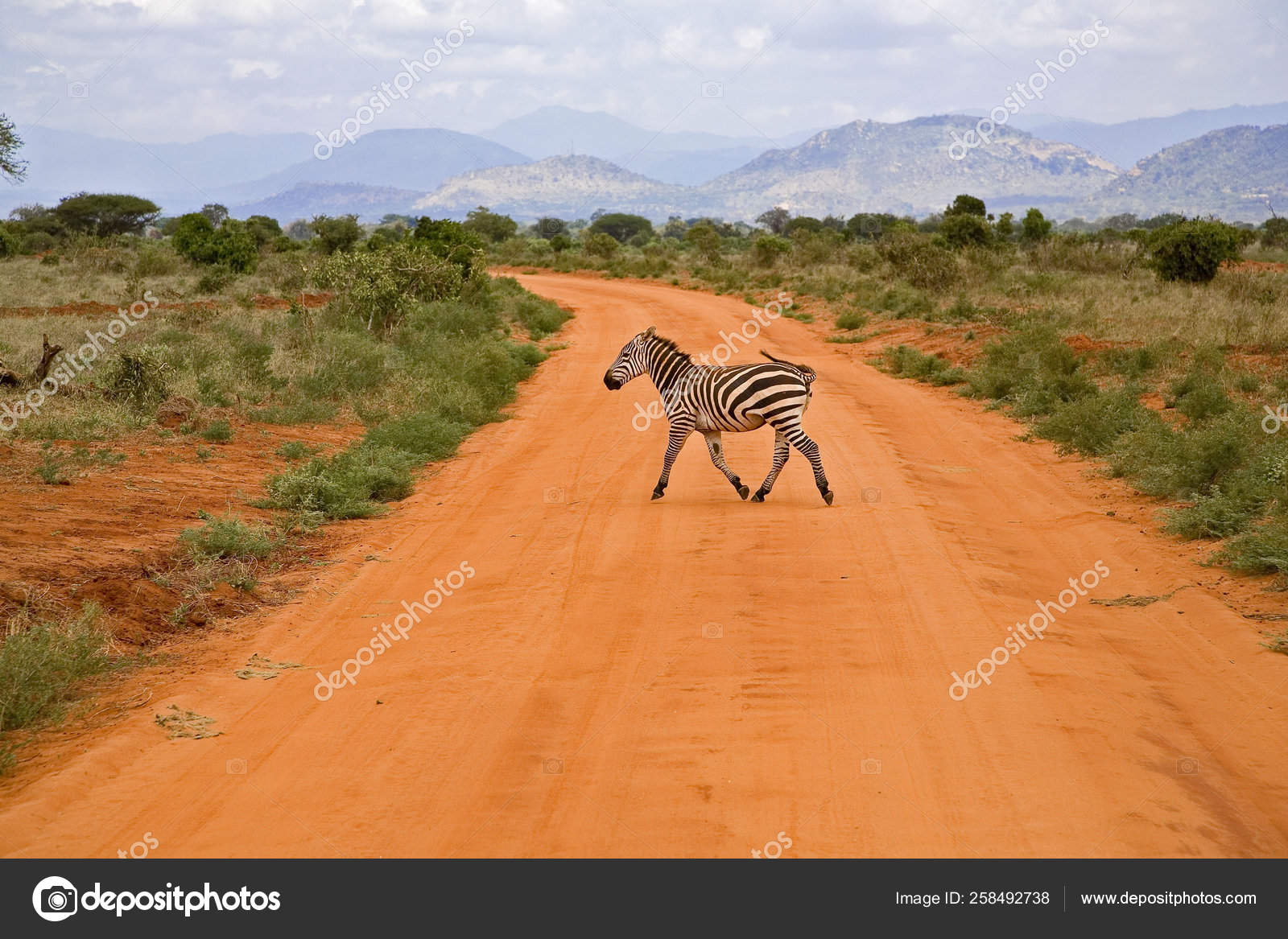 Kenya Tsavos Park Zebra Crossing Track Stock Photo by ©YAYImages 258492738