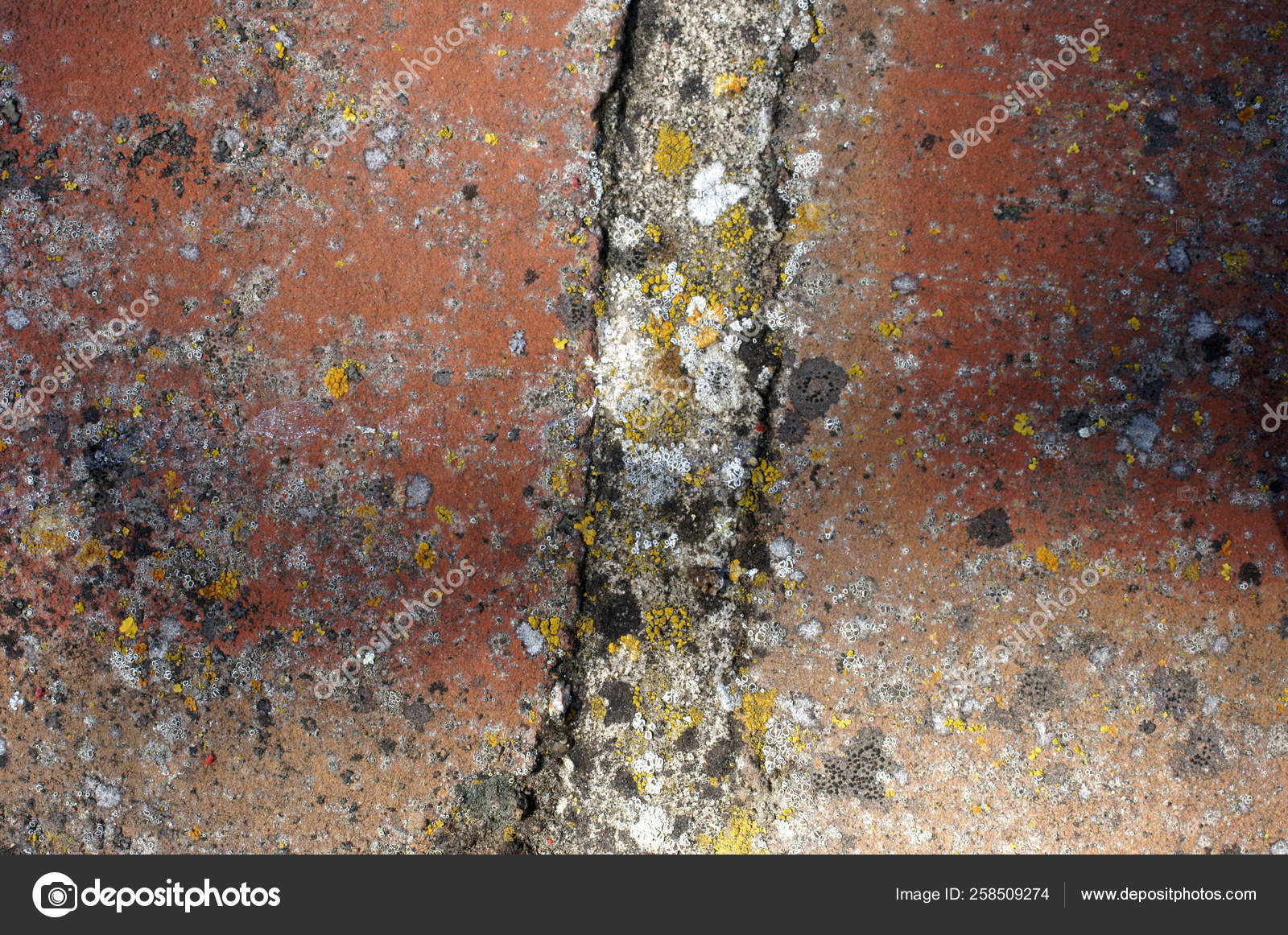 Macro Closeup Lichen Red Spiders Brick Stock Photo by ©YAYImages 258509274