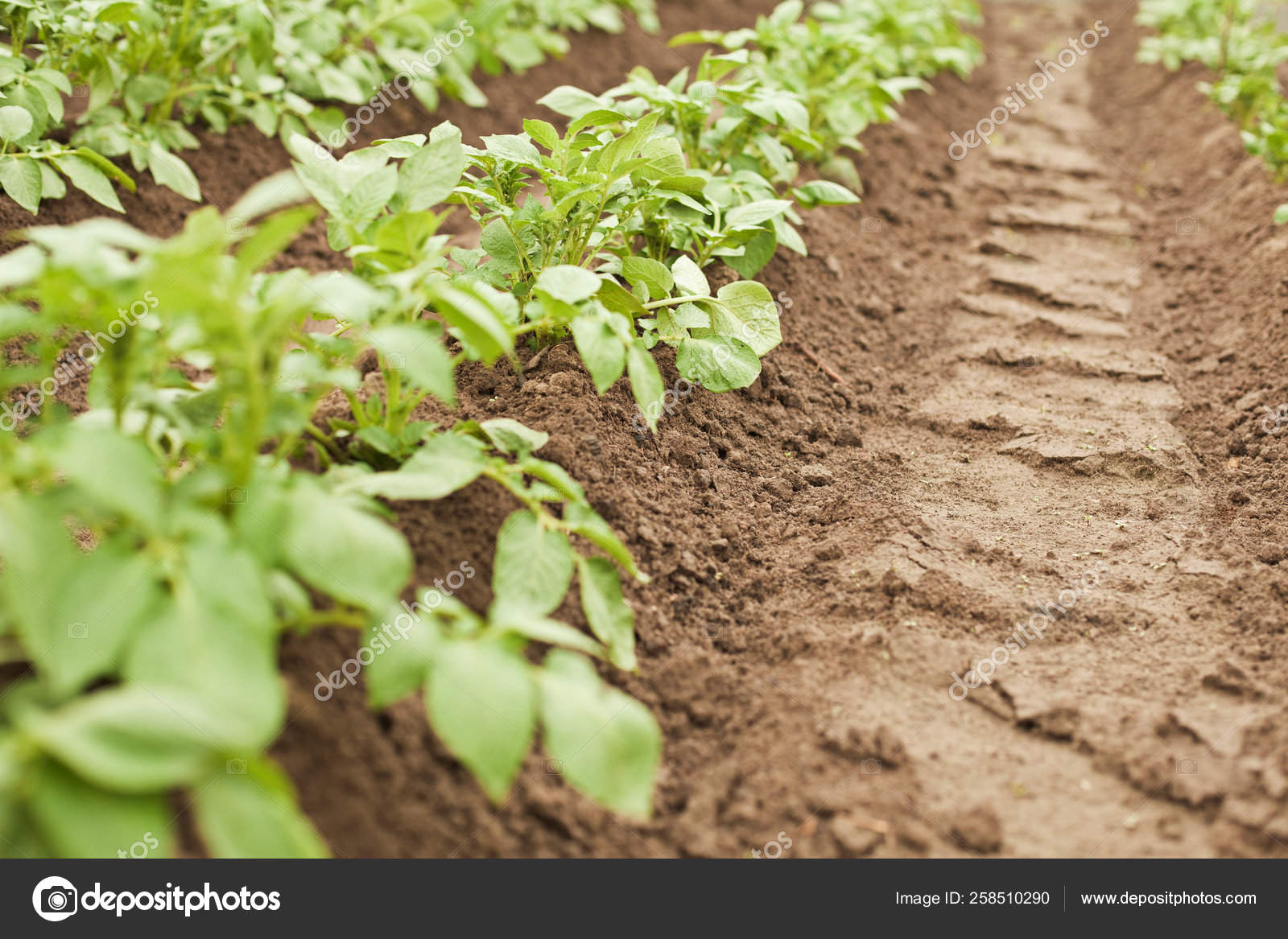 Crops Potatoes Growing Rows Close Stock Photo by ©YAYImages 258510290