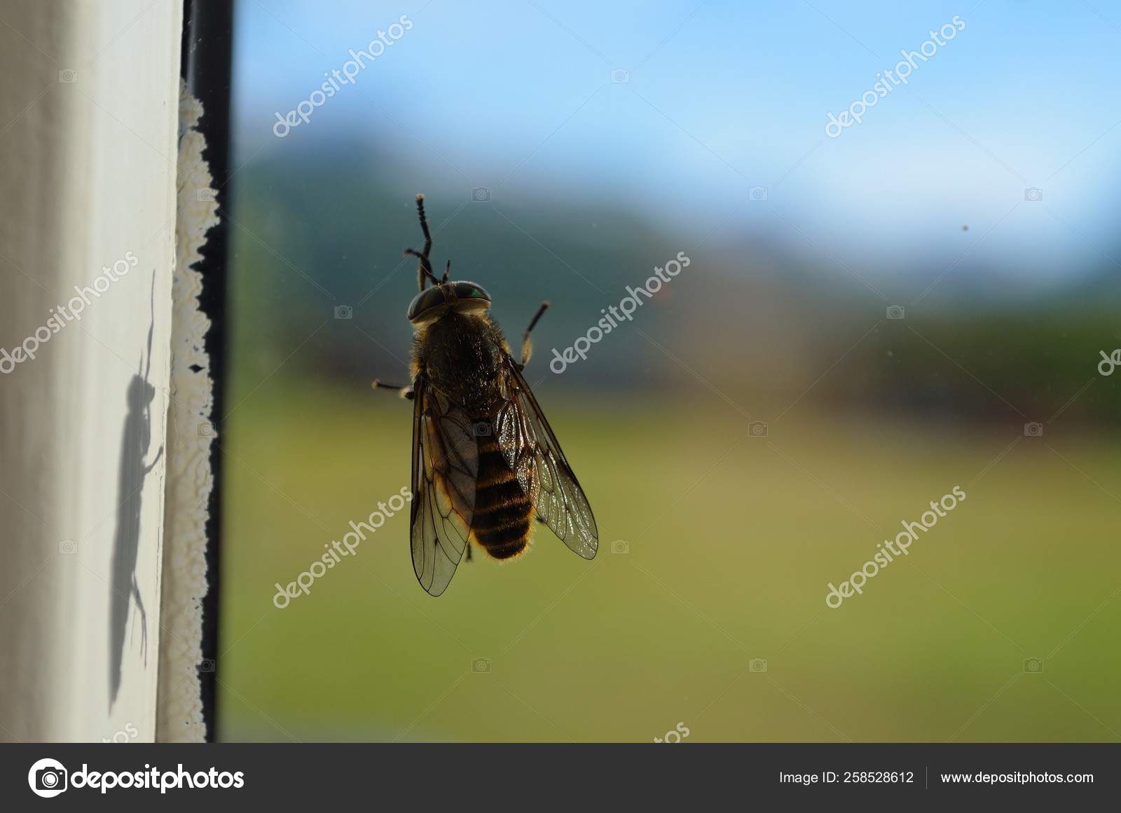 House Fly Window Glass Stock Photo by ©YAYImages 258528612
