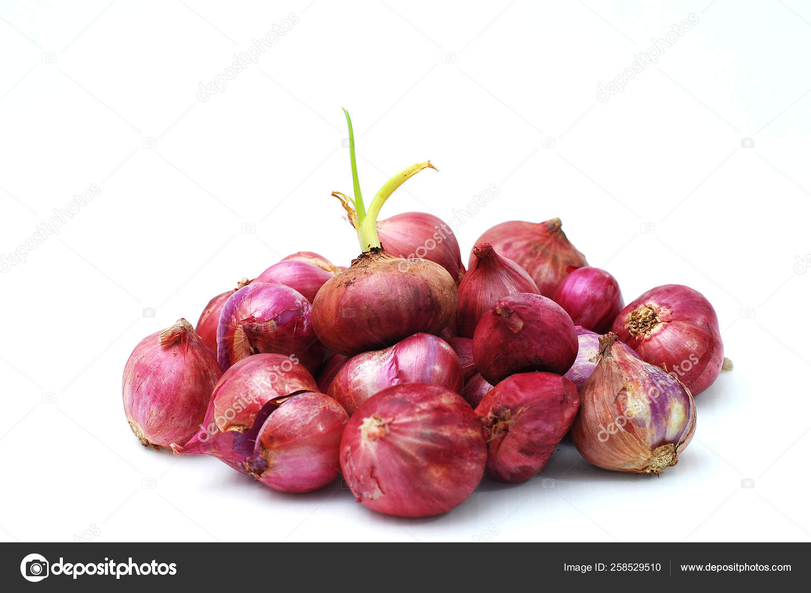 Onion White Background Stock Photo by ©YAYImages 258529510