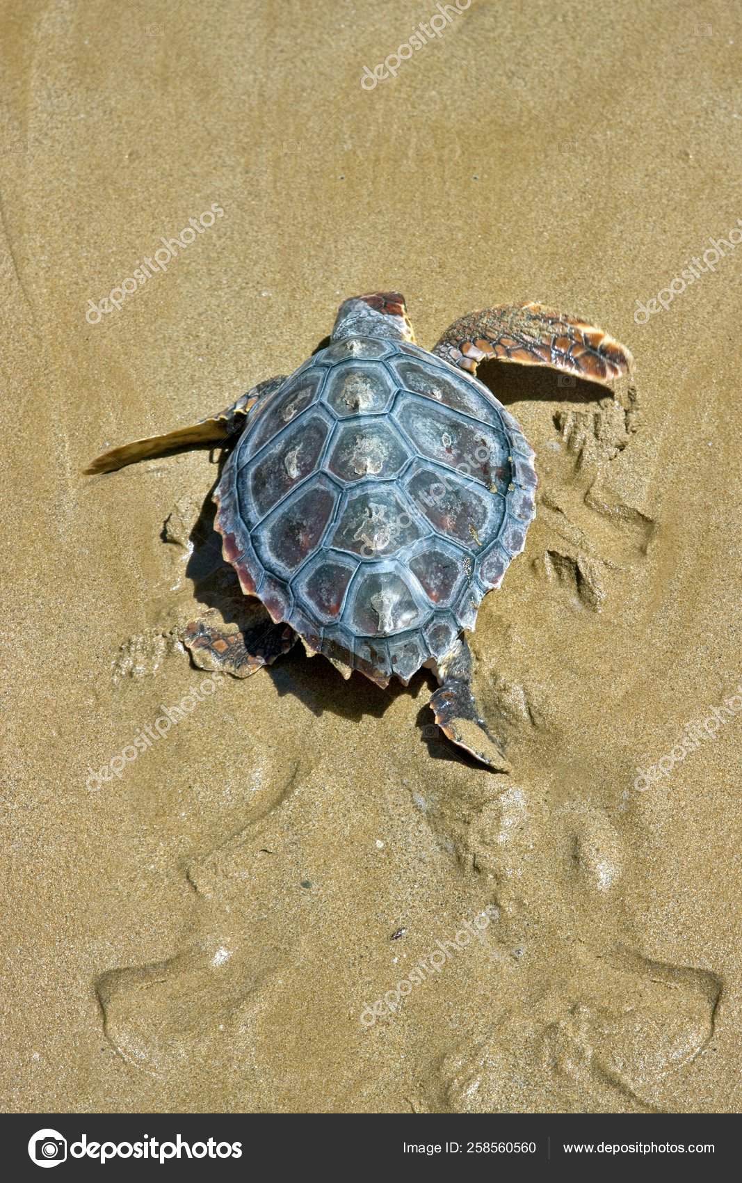 Loggerhead Sea Turtle Mediterranean Sea Stock Photo by ©YAYImages 258560560