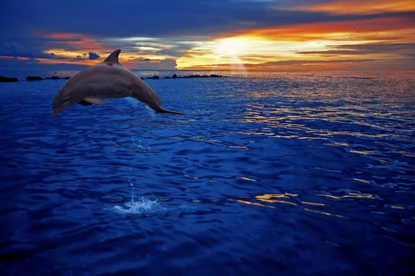 Jumping Dolphin — Stock Photo © mic1805 #24576707