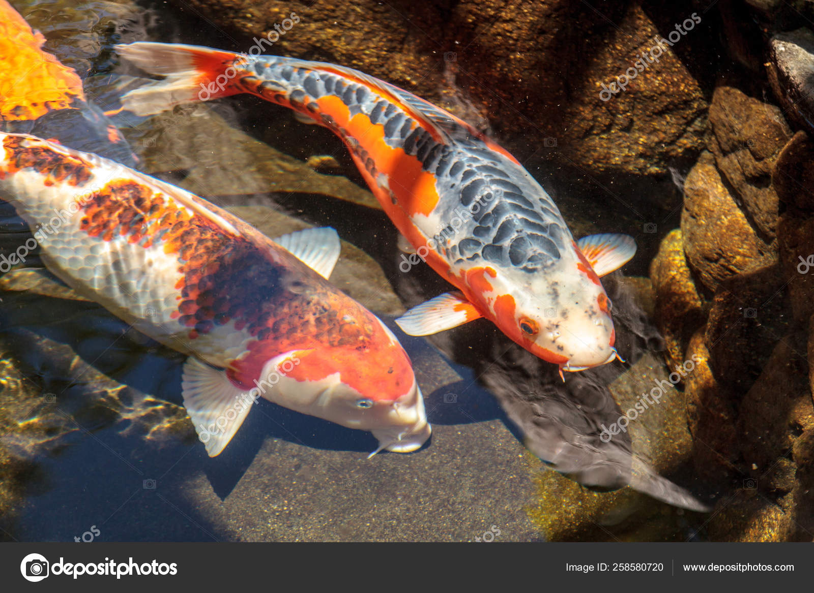 Pez Koi Cyprinus Carpio Haematopterus Comiendo Estanque Koi Japón ...