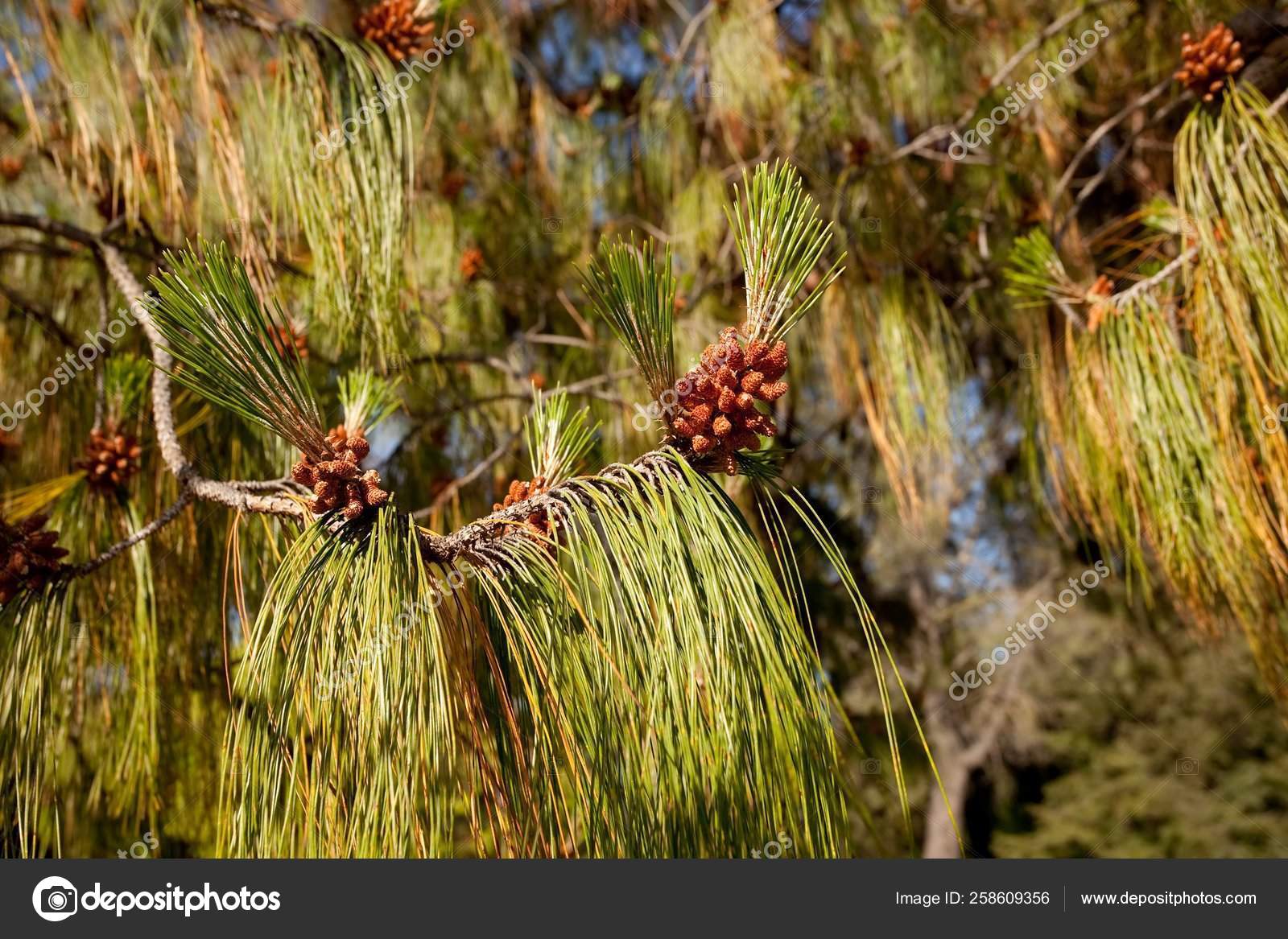Eastern White Pine Pinus Strobus Large Pine Native Eastern North Stock ...
