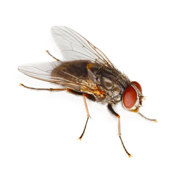 Fly transparent Stock Photos, Royalty Free Fly transparent Images ...