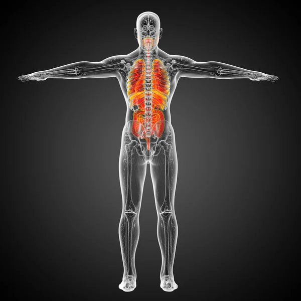 Render Medical Illustration Human Respiratory System Side View — Stock ...