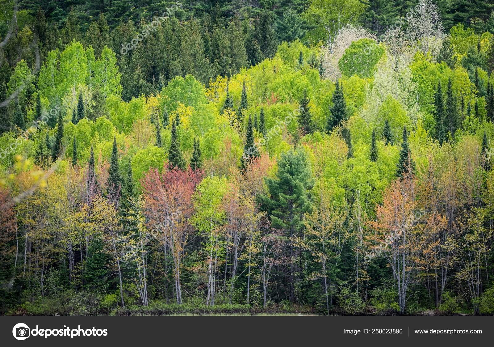 Mixture Deciduous Coniferous Trees Sloping Hillside Provide Staggered ...