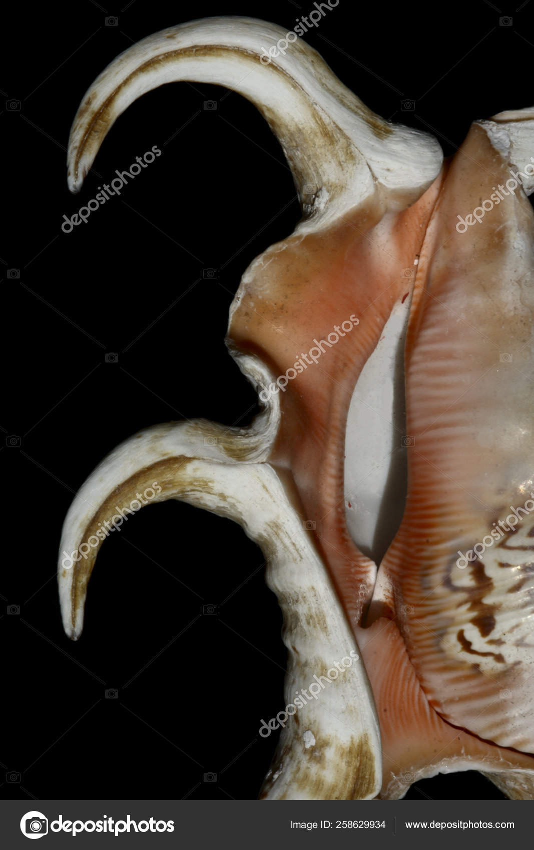 Odd Shaped Shell Isolated Black Background Stock Photo by ©YAYImages ...