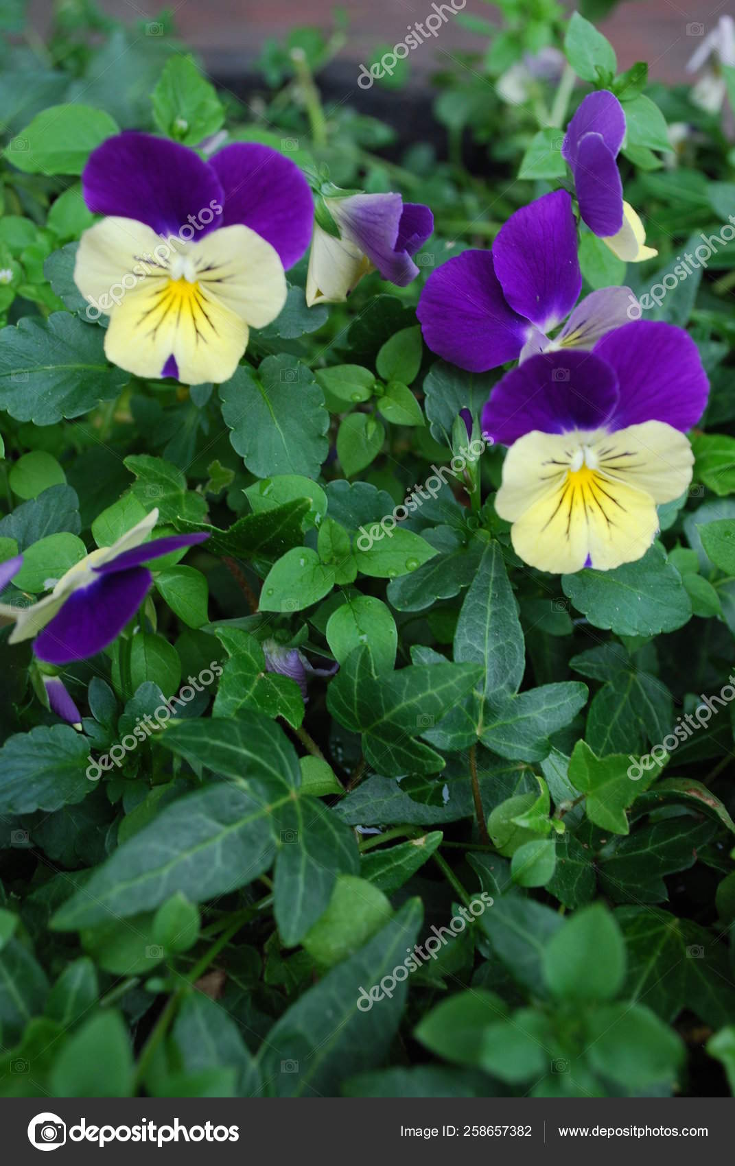 Close Shot Garden Flower — Stock Photo © YAYImages #258657382