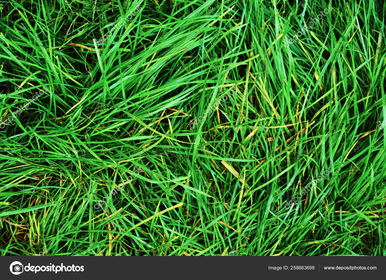 Wet Grass Intense Shades Color Water Droplets Visible Stock Photo by ...