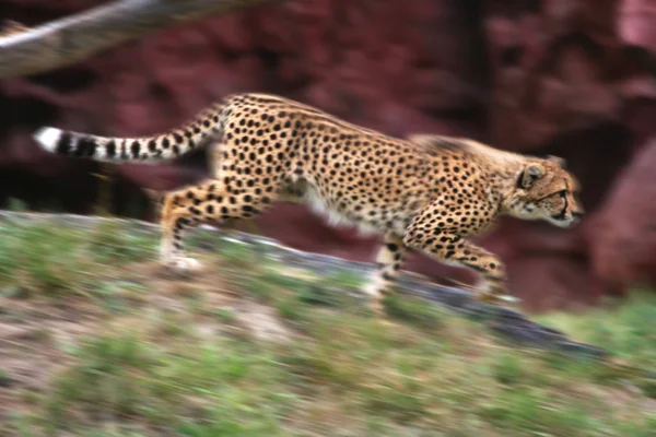 Gepard run Stock Photos, Royalty Free Gepard run Images | Depositphotos