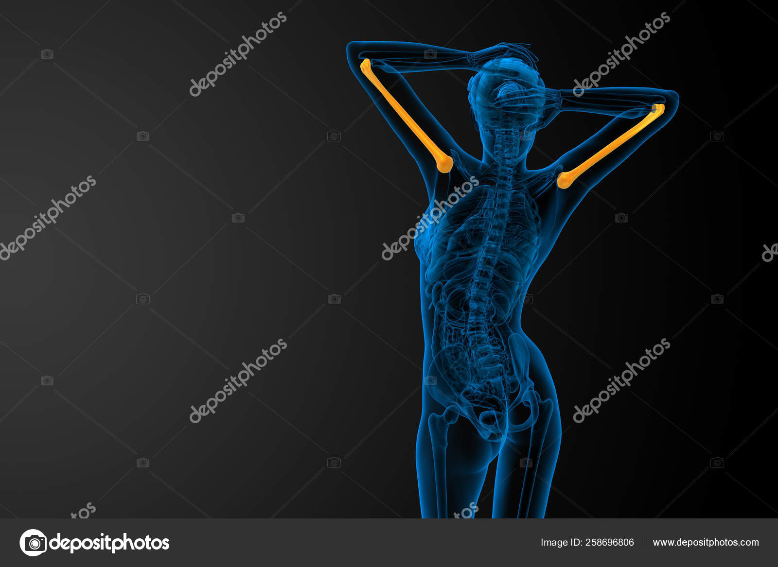 Render Medical Illustration Humerus Bone Stock Photo by ©YAYImages ...