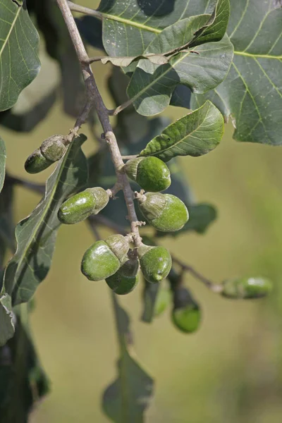 Indian marking nut tree Stock Photos, Royalty Free Indian marking nut ... Indian marking nut tree Stock Photos, Royalty Free Indian marking nut ...