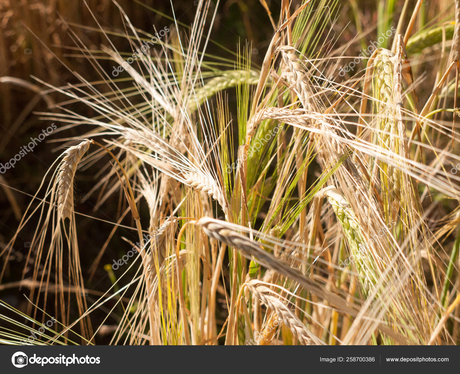 Single Strand Field Golden Grass Wheat Summer Wivenhoe Essex England ...