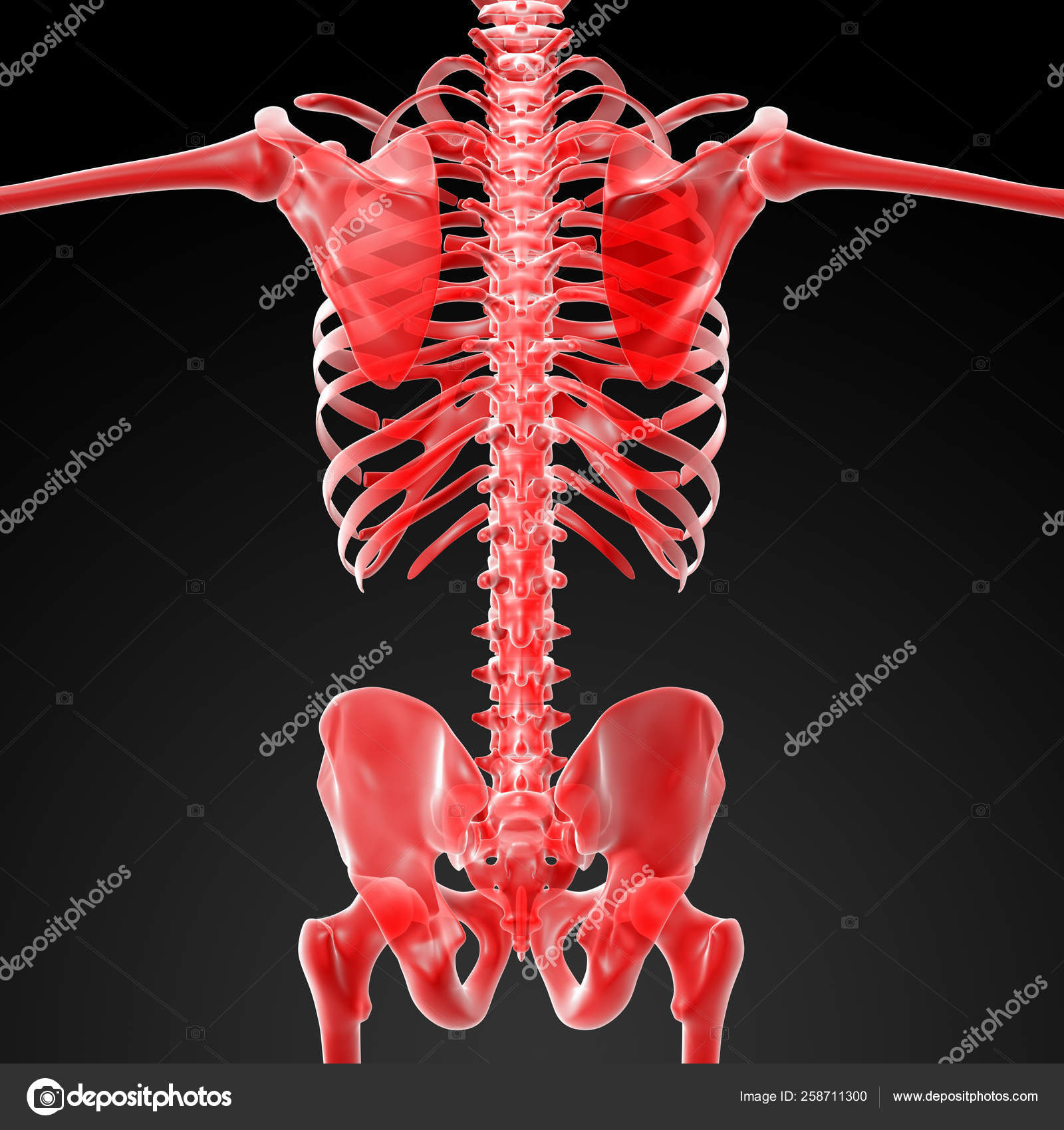 Rendered Red Skeleton Back View Stock Photo by ©YAYImages 258711300