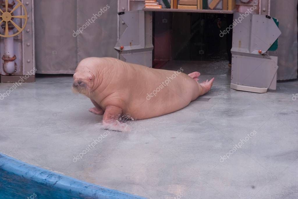 La morsa (Odobenus rosmarus) es un mamífero marino de grandes aletas ...