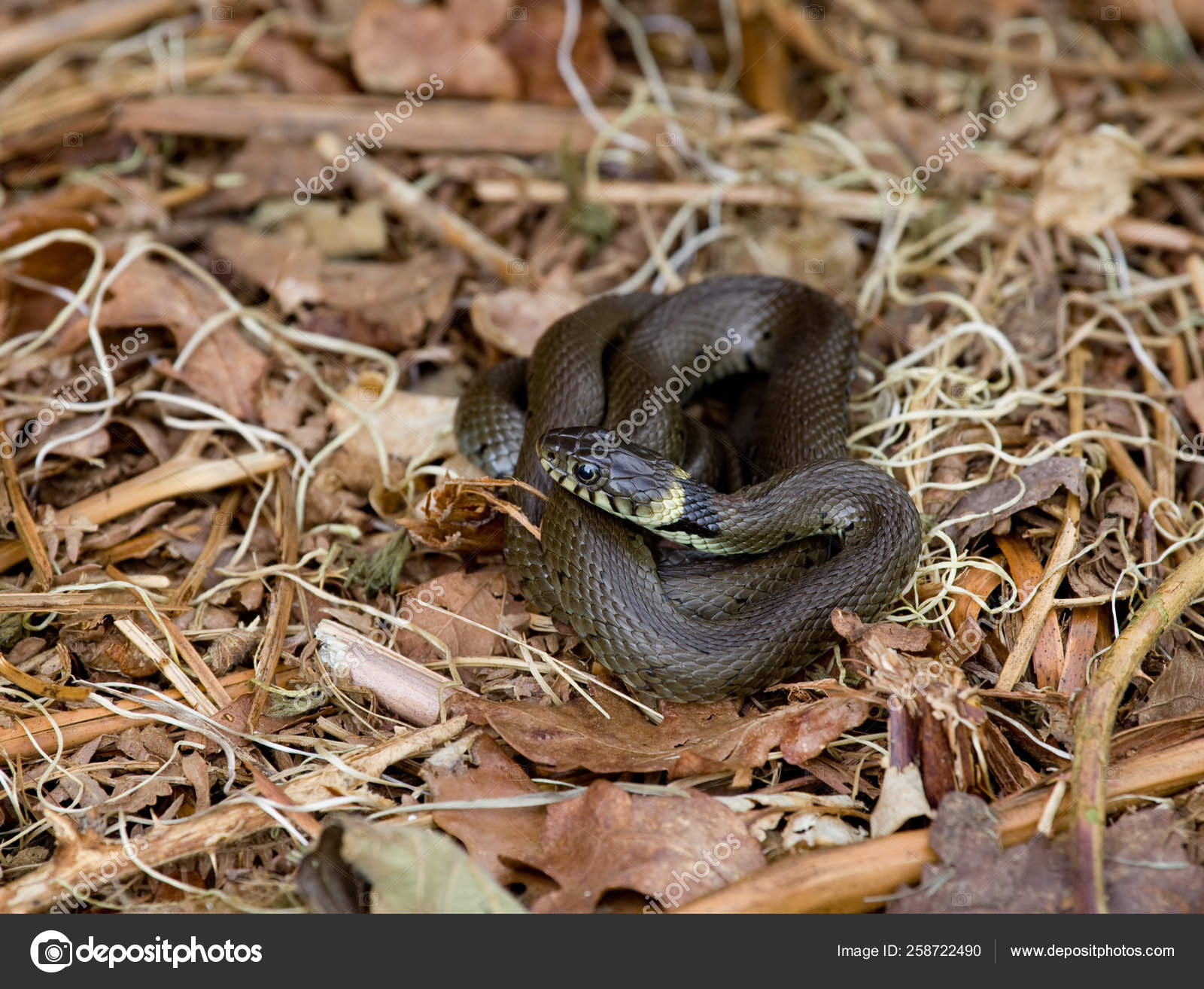 Grass Snake Exposed Nature Reserve Sussex — Stock Photo © YAYImages #258722490