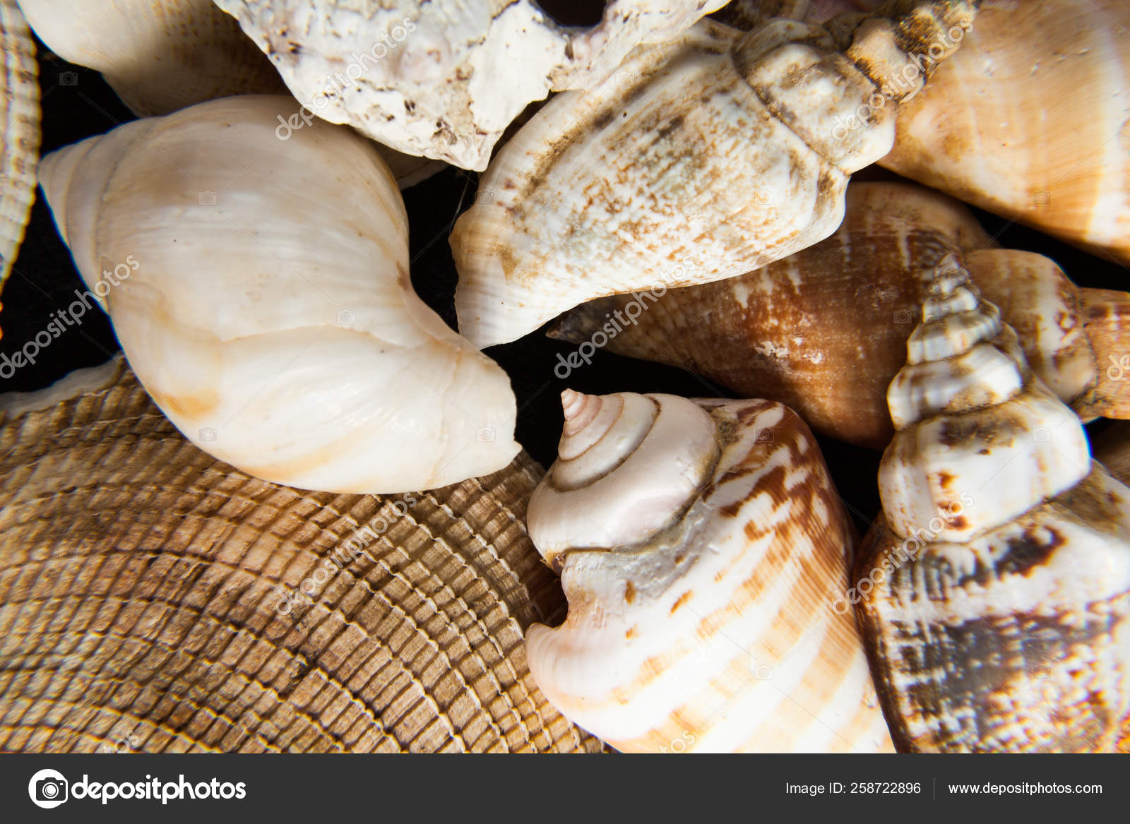 Set Shells Piled Foreground Can Symbolize Different Concepts Summer ...