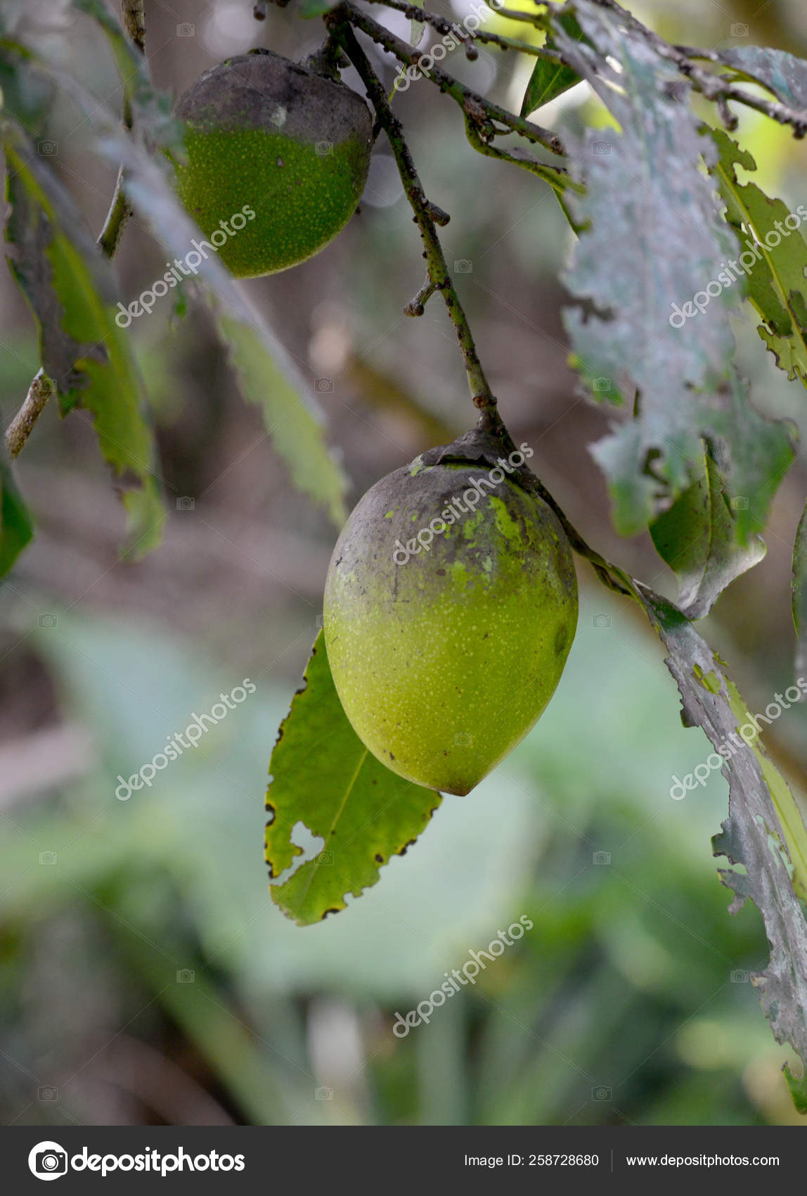 Sapote Fruit Tree