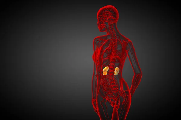 Render Medical Illustration Human Kidney Side View — Stock Photo ...