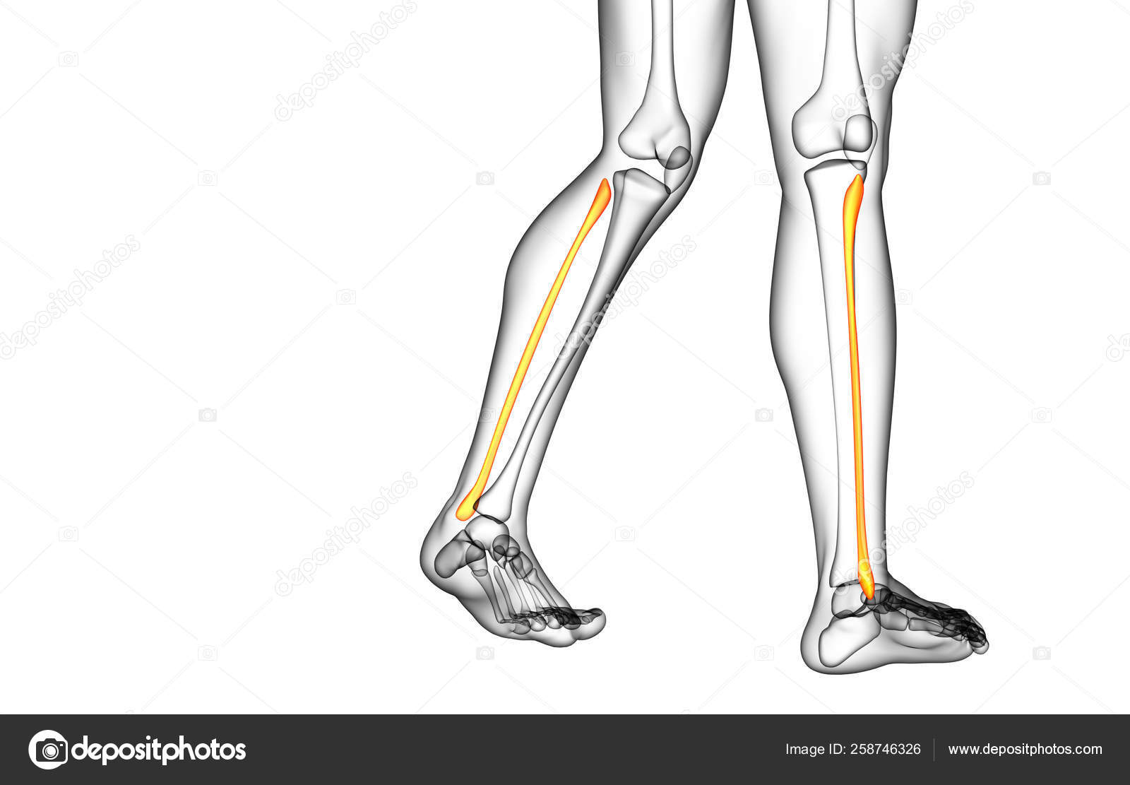 Representada Ilustración Del Hueso Del Peroné Vista Posterior — Foto de ...