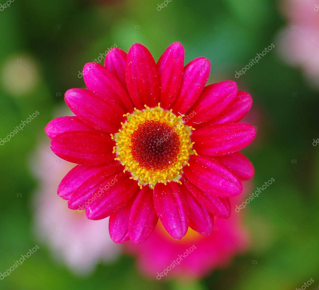 Una foto aislada de Pink Ilex vomitoria Pendula Flower 2022