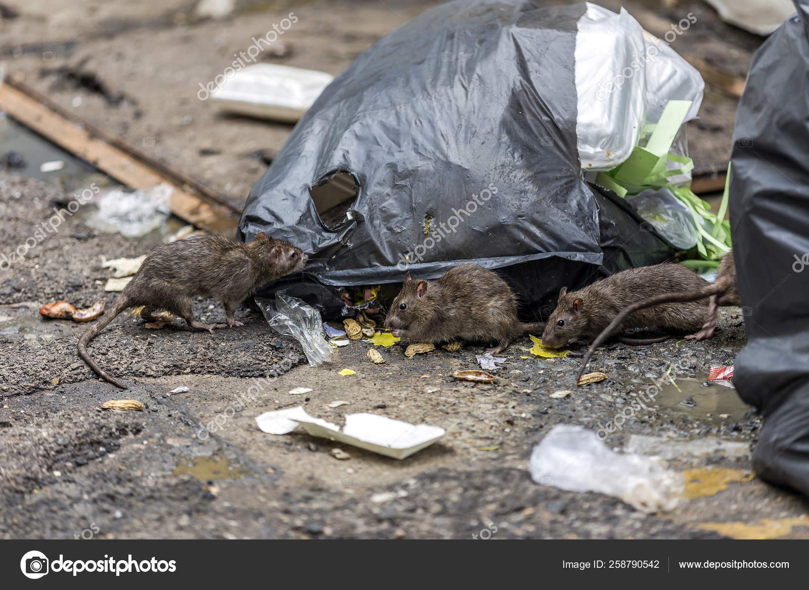 Three Dirty Mice Eat Debris Next Each Other Rubbish Bag Stock Photo by ...