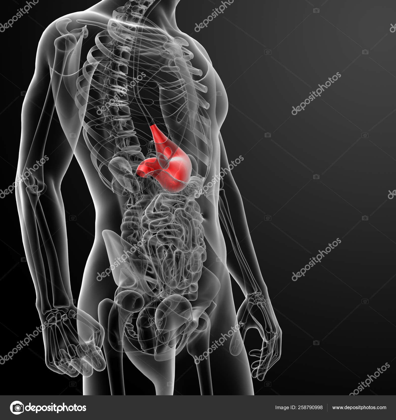 Human Digestive System Stomach Side View Stock Photo by ©YAYImages ...