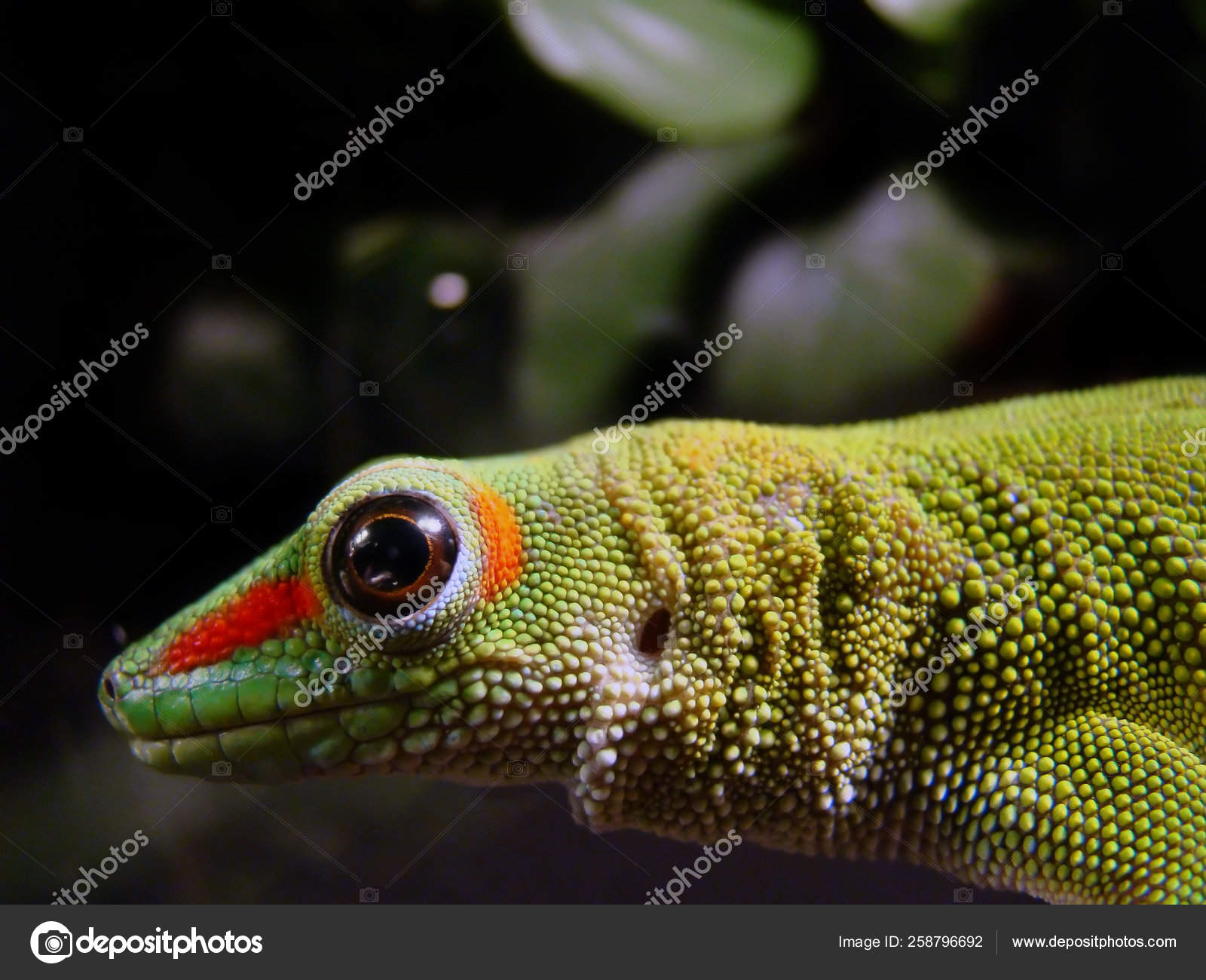 Madagascar Giant Day Gecko Stock Photo by ©YAYImages 258796692