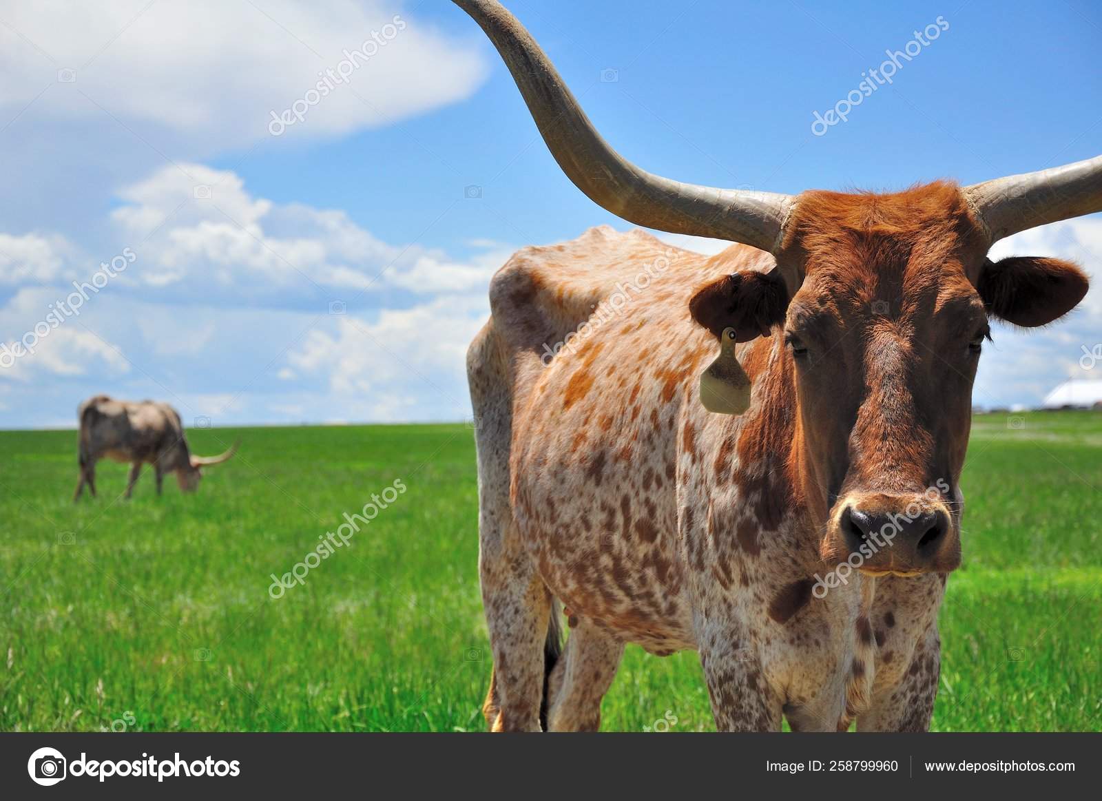 Longhorn Cattle Stand Large Green Pasture Colorado Stock Photo by ...