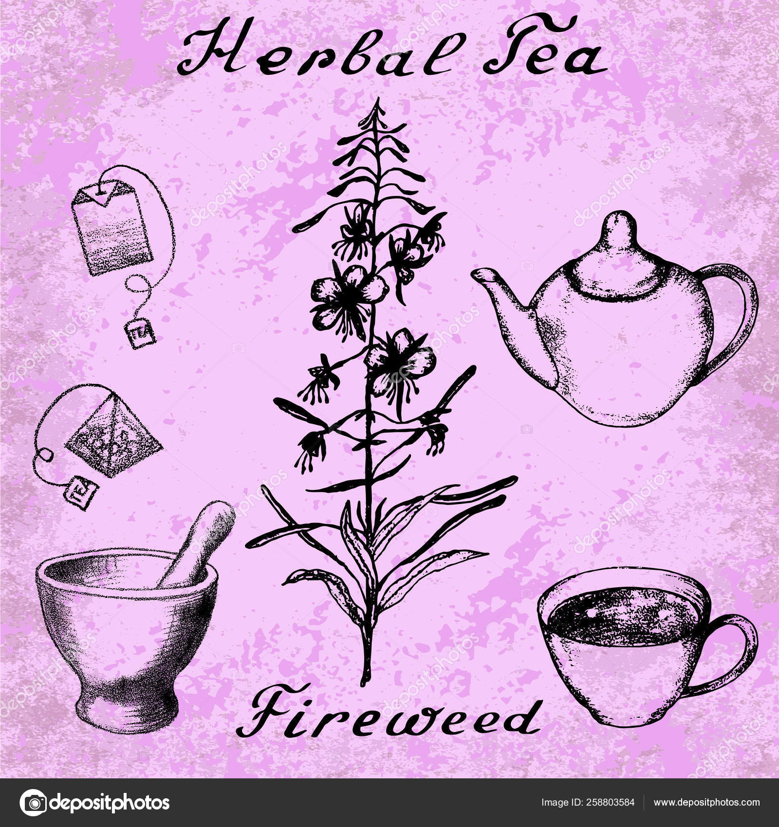 Willow Herb Chamerion Fireweed Hand Drawn Sketch Botanical Illustration ...