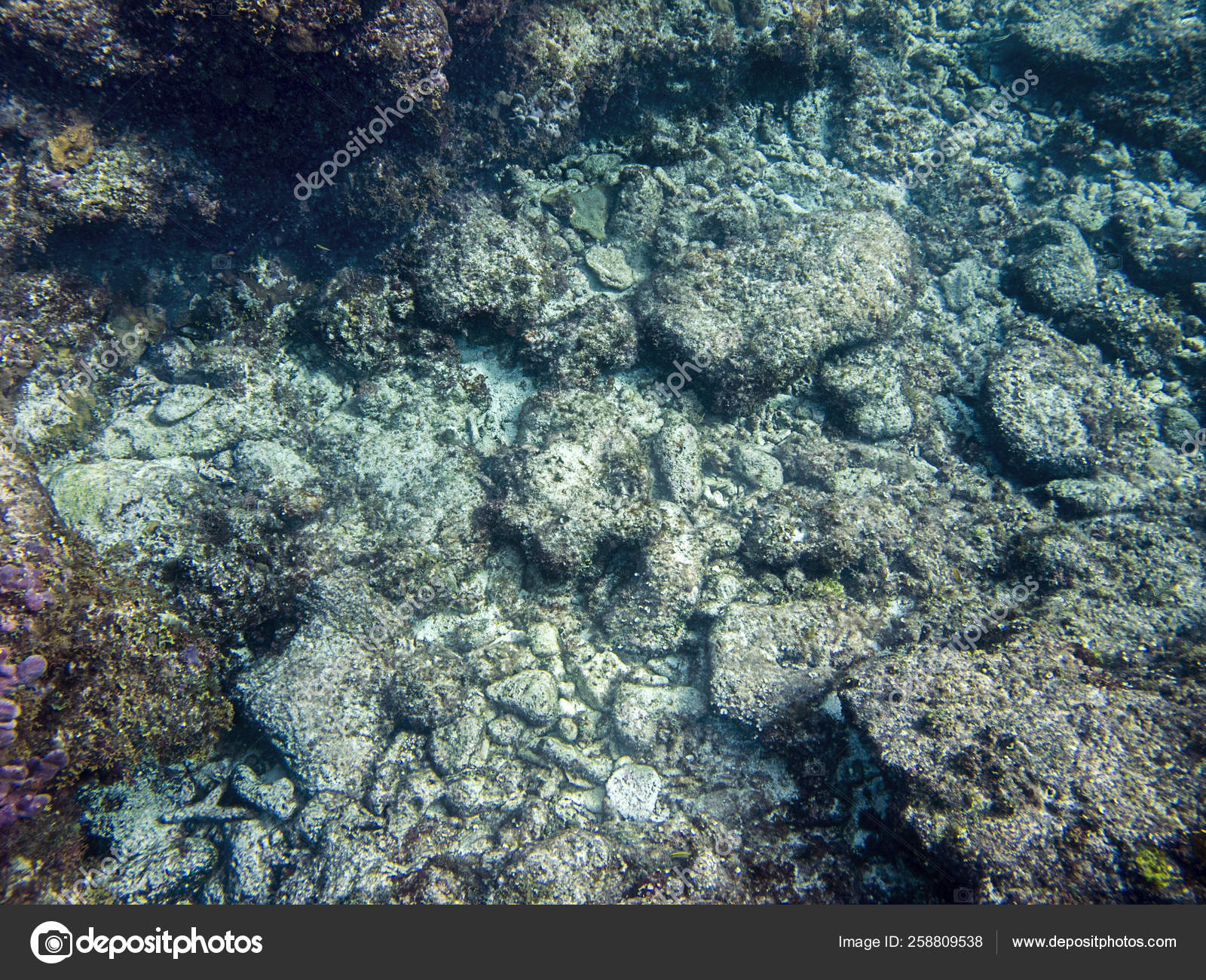 Coral Reef Ocean Floor — Stock Photo © YAYImages #258809538