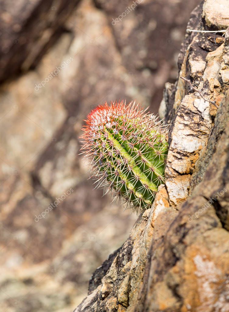 Primer plano de los turcos Cap o cactus Head creciendo en rocas por mar ...