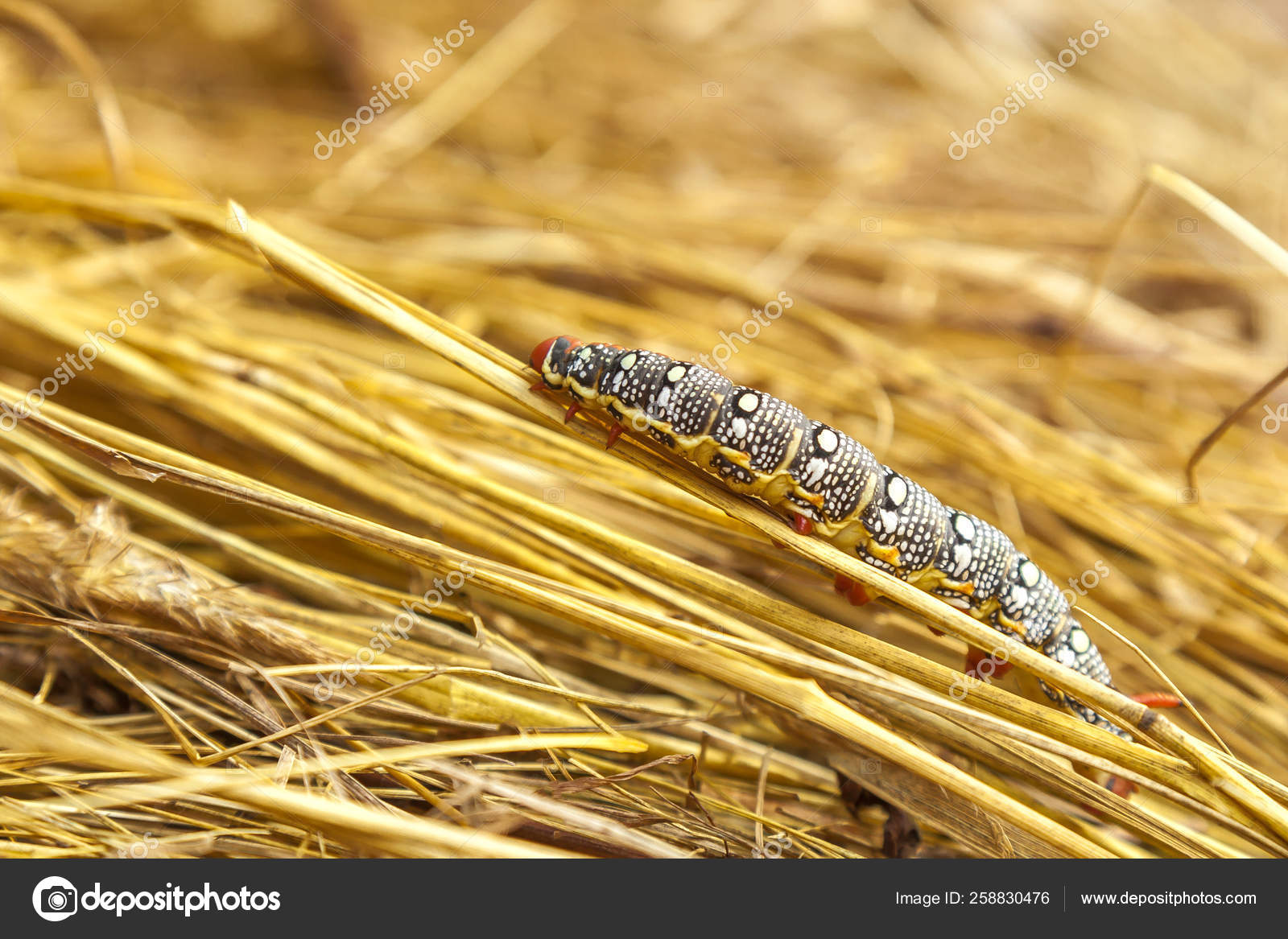 Spurge Hawk Moth Caterpillar Hyles Euphorbiae Hostplant Creeps Hay ...