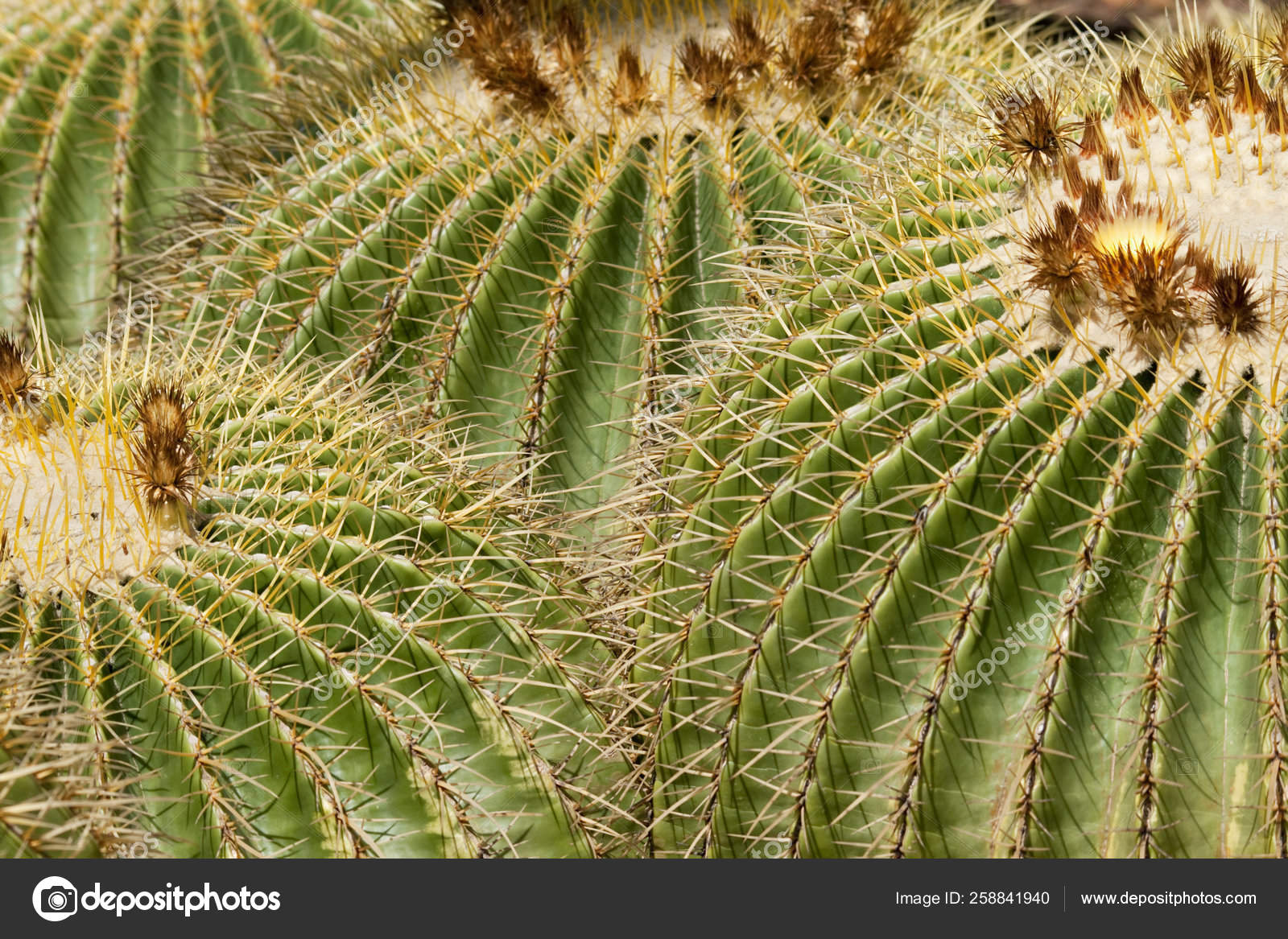 Symmetrical Patterns Barrel Shaped Cactus Southwestern Desert — Stock ...